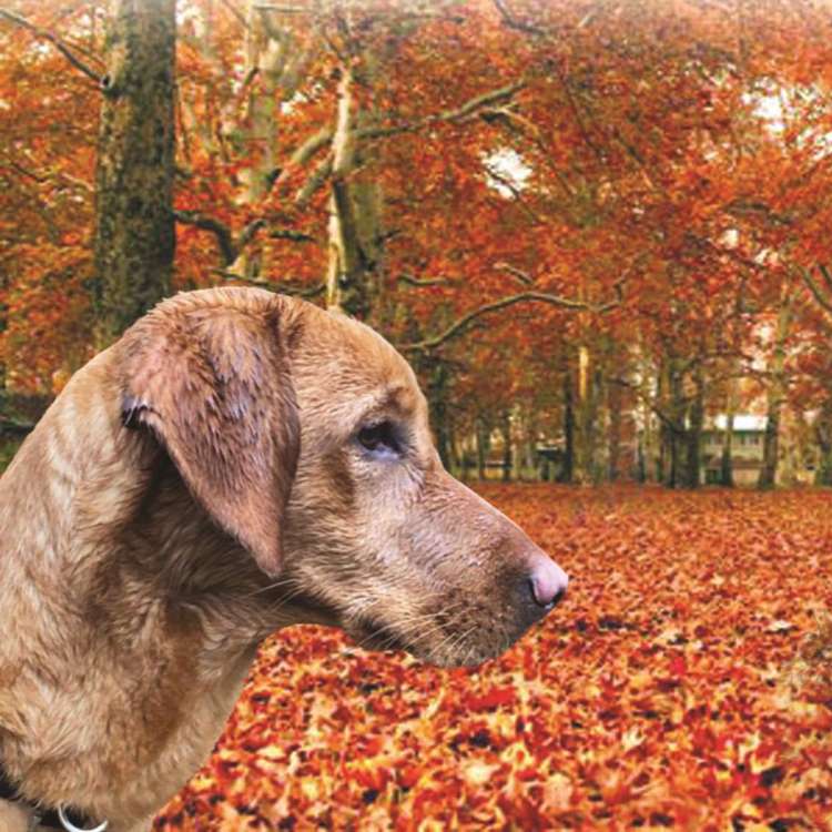 Home - Nook on Lyne Labradors - Licensed Labrador Breeders in Cumbria, UK